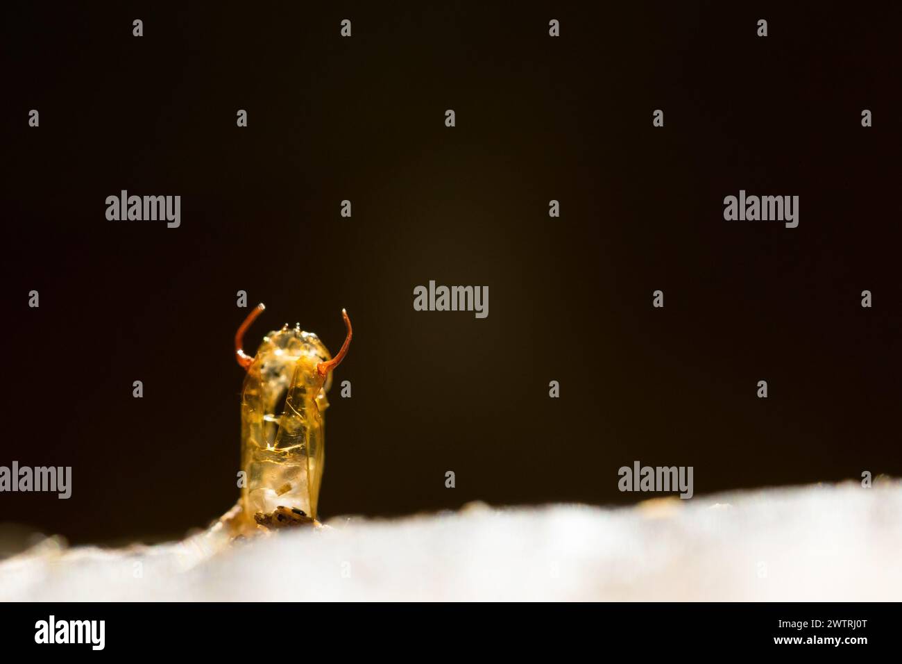 Crane-fly pupae skin on a rotten log (Tipulidae Stock Photo - Alamy