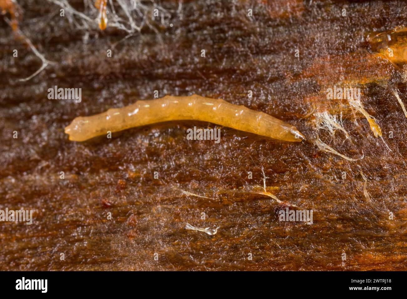 Snipe wood hi-res stock photography and images - Alamy