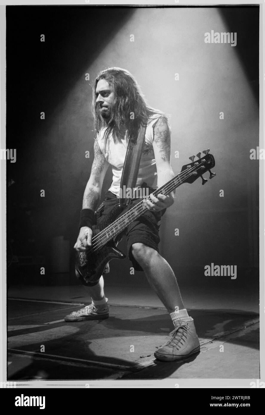 Rex brown pantera Black and White Stock Photos & Images - Alamy