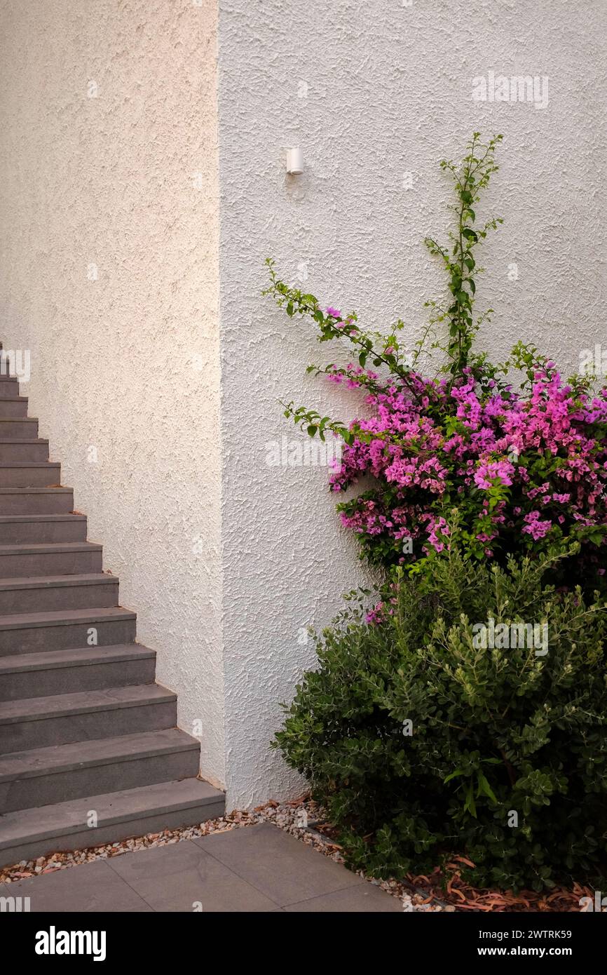 Plant placed on set of outdoor stairs. Plant has purple flowers and is ...