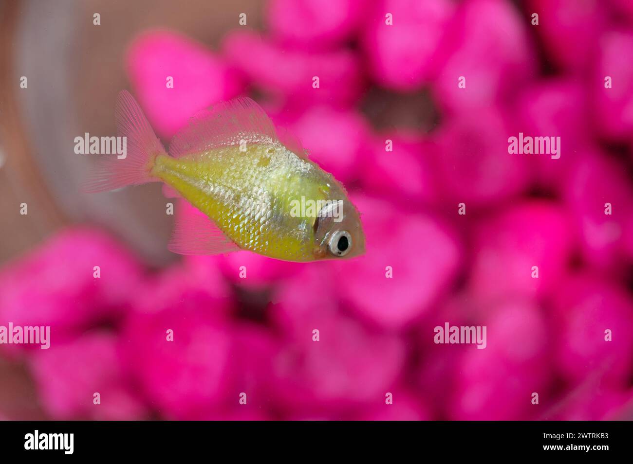 Dead goldfish in aquarium floating on top close up view Stock Photo - Alamy
