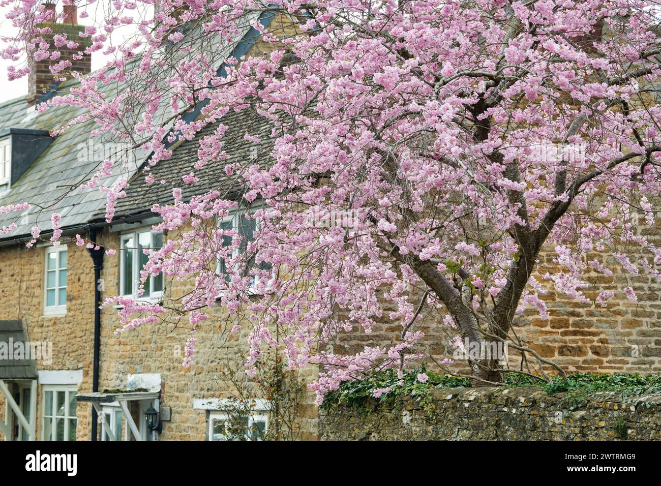 Prunus. Cherry tree blossom in the village of Charlton ...