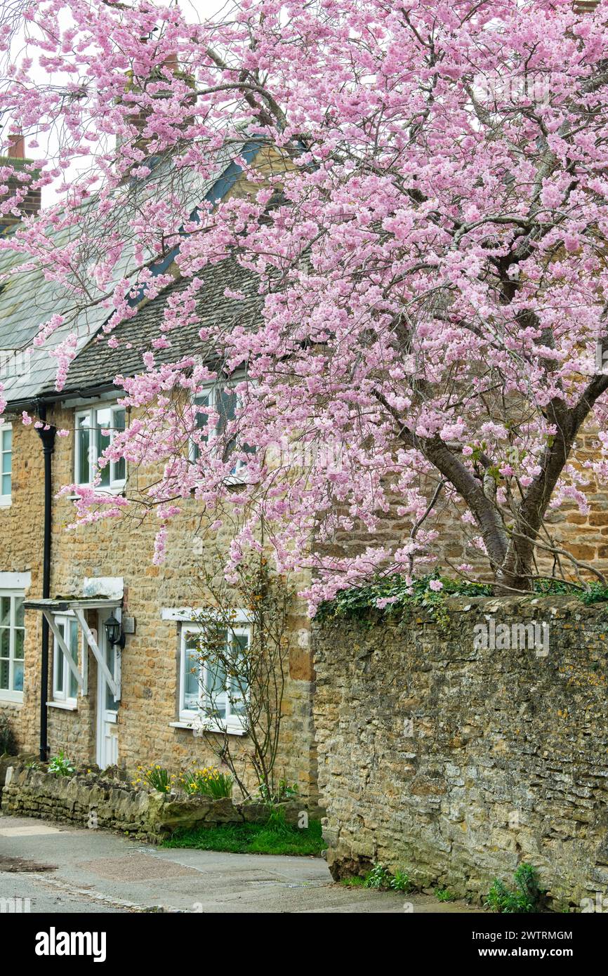 Prunus. Cherry tree blossom in the village of Charlton ...