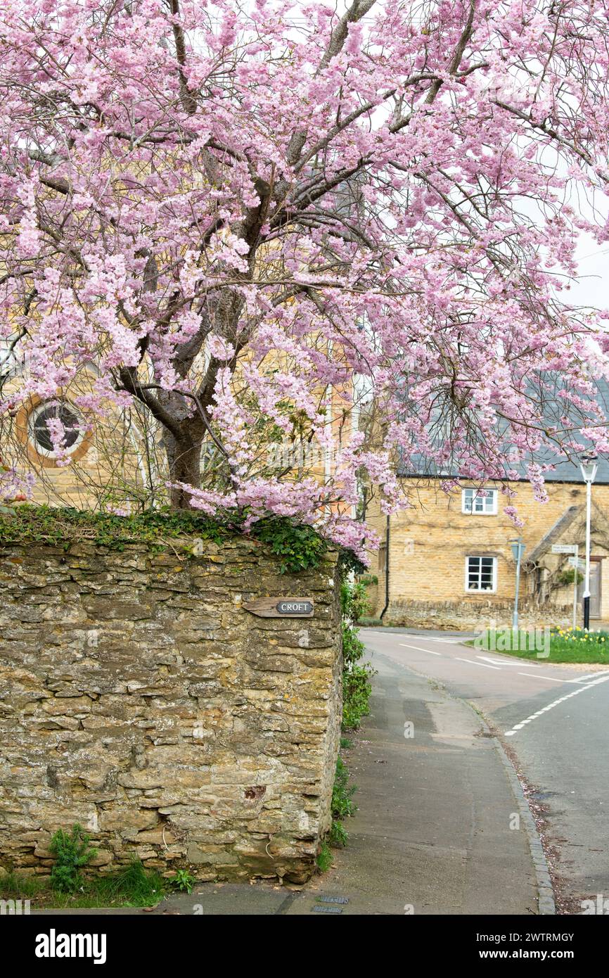Prunus. Cherry tree blossom in the village of Charlton ...