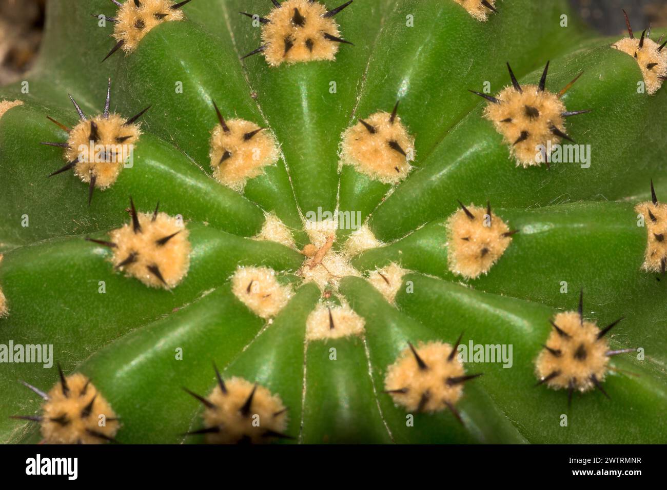 Green cactus with thorns macro with overhead view from above horizontal ...