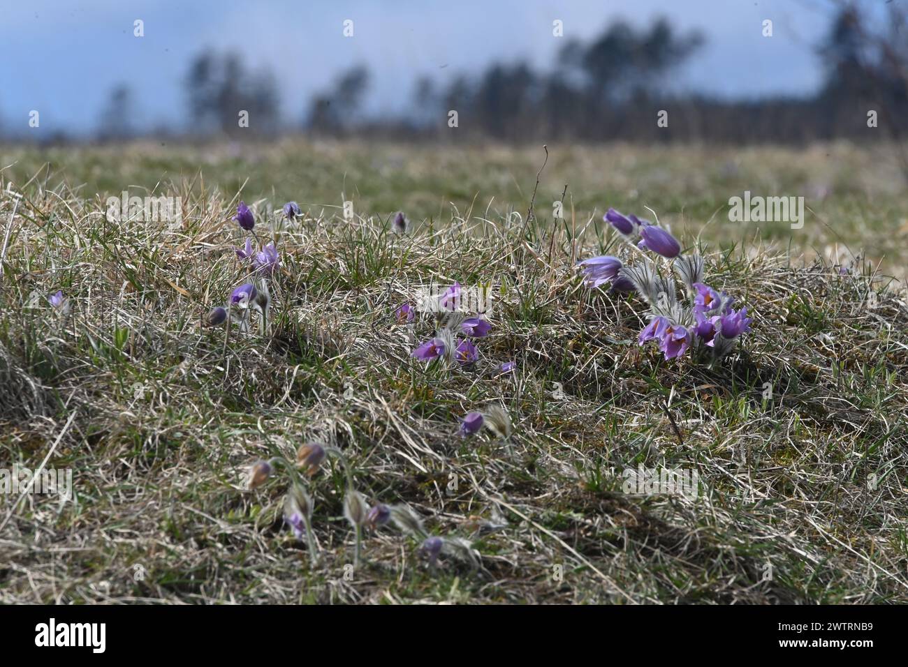 Prostejov, Czech Republic. 19th Mar, 2024. Flowering of rare Pulsatilla ...