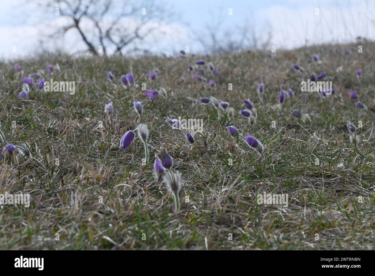 Prostejov, Czech Republic. 19th Mar, 2024. Flowering of rare Pulsatilla ...