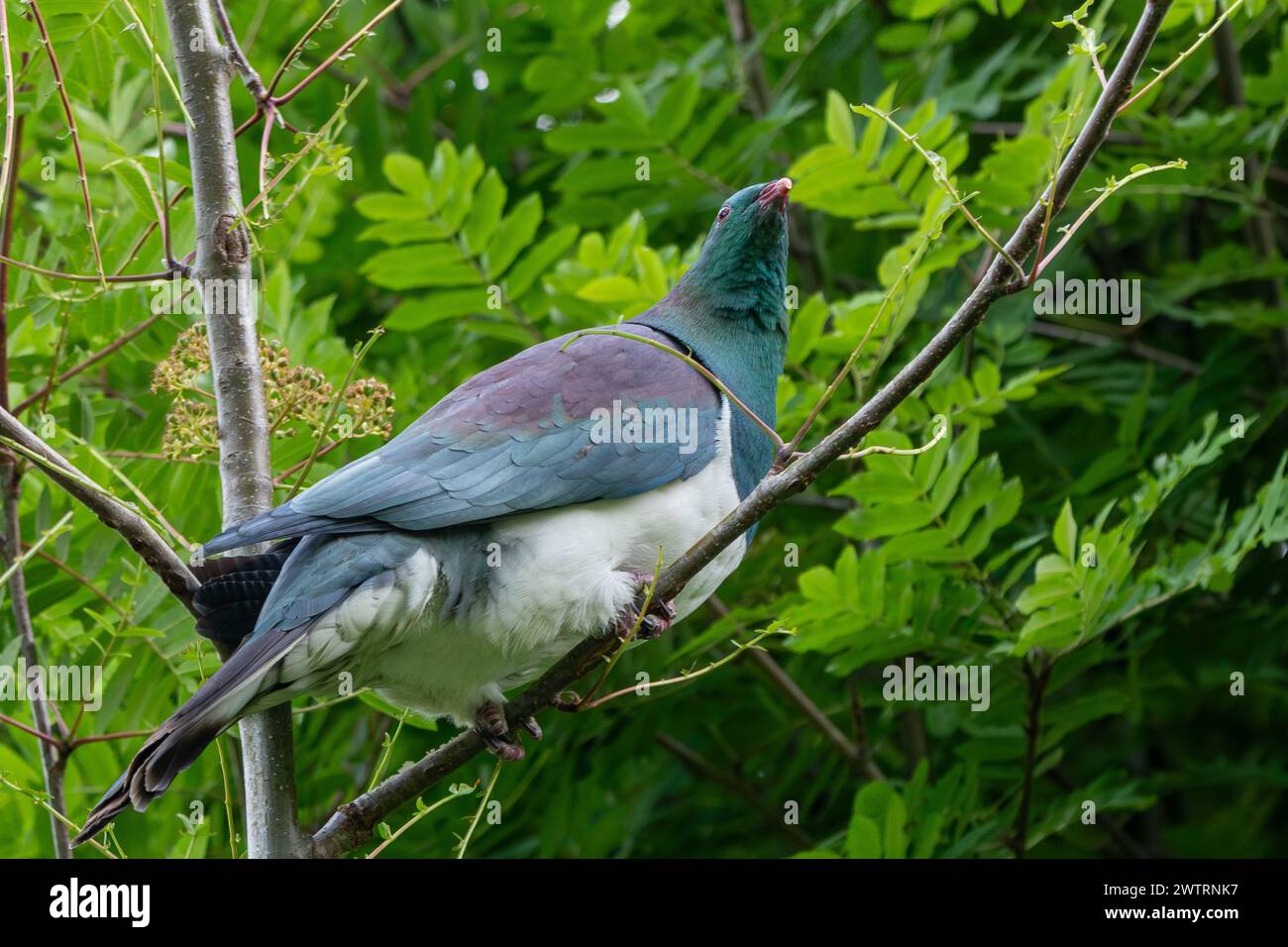 H novaeseelandiae hi-res stock photography and images - Alamy