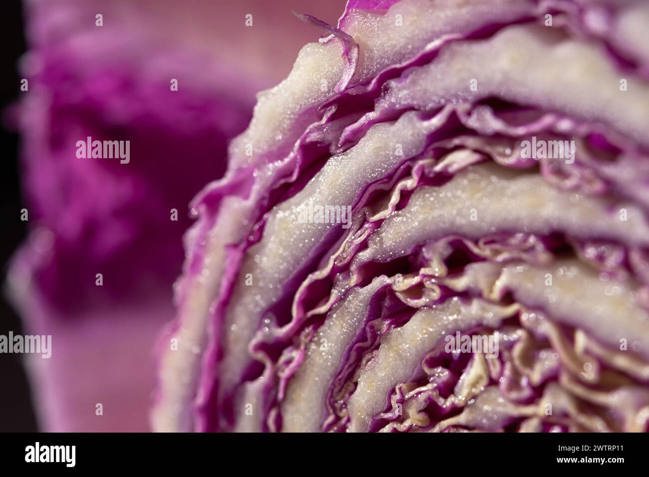 Purple cabbage macro abstract background. Creative composition in the ...