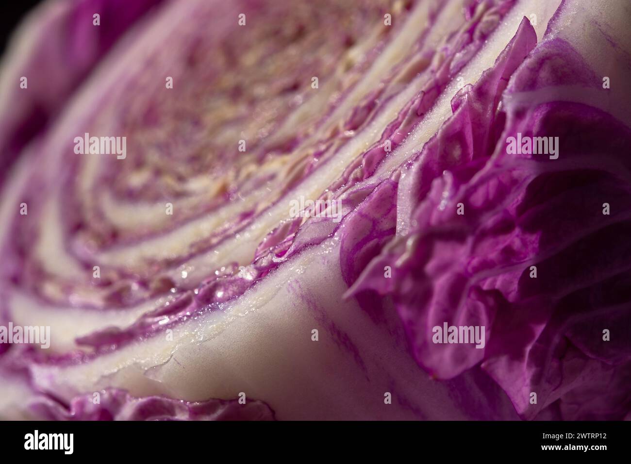 Purple cabbage macro abstract background. Creative composition in the ...