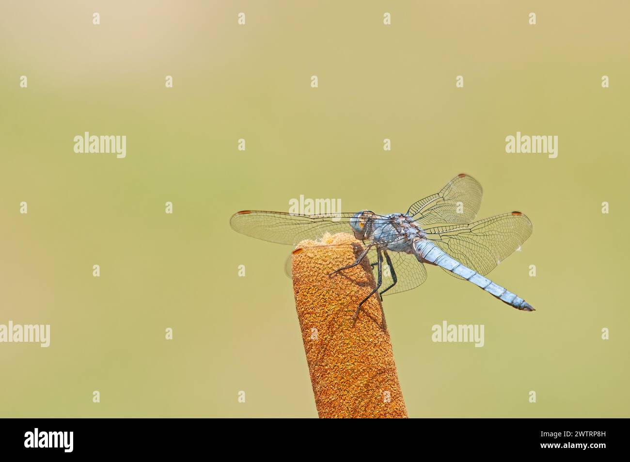 Blue dasher dragonfly, Pachydiplax longipennis Stock Photo - Alamy
