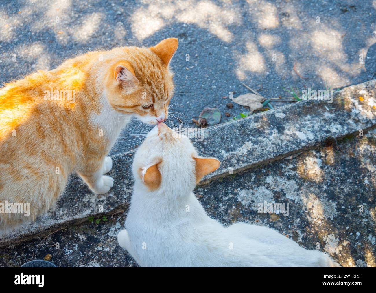 Cat and kitten in contact Stock Photo - Alamy