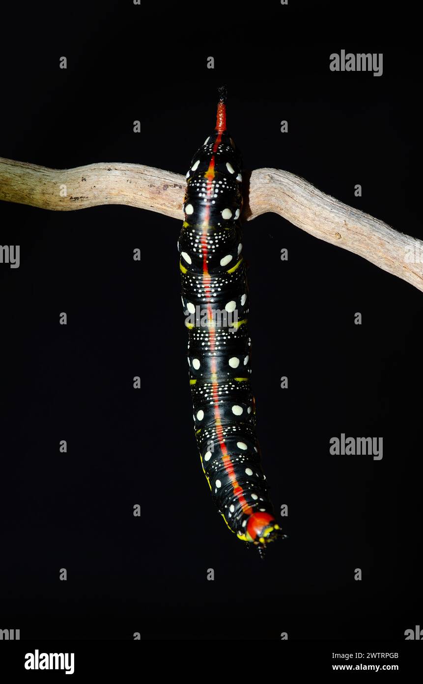 Black coloured caterpillar moving on branch, black background. Spurge ...