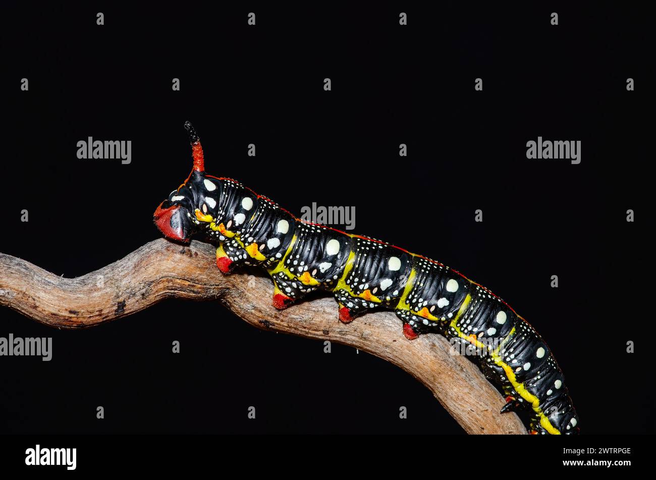 Black coloured caterpillar moving on branch, black background. Spurge ...