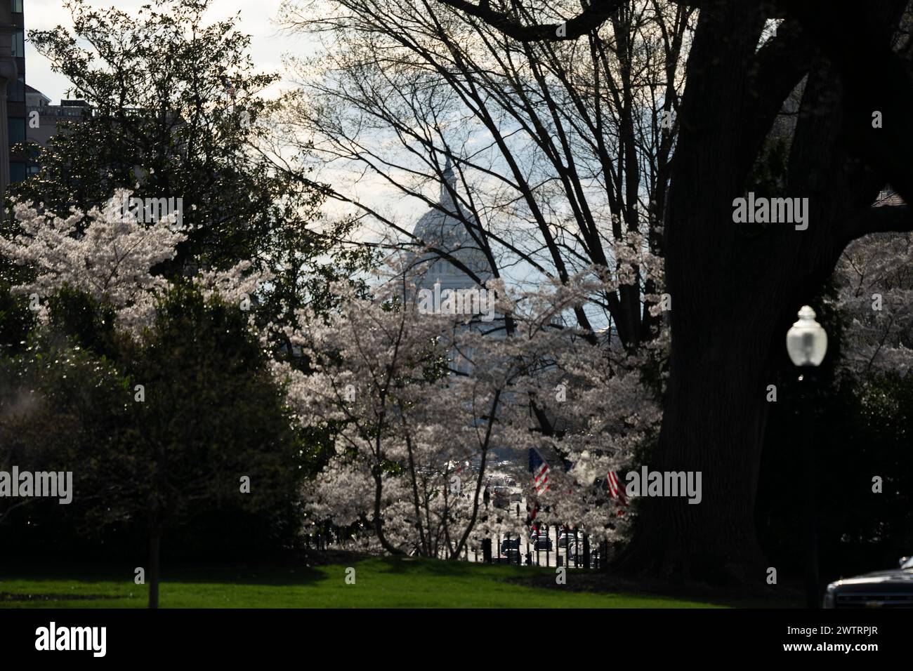 2024 washington dc cherry blossoms hi-res stock photography and images ...