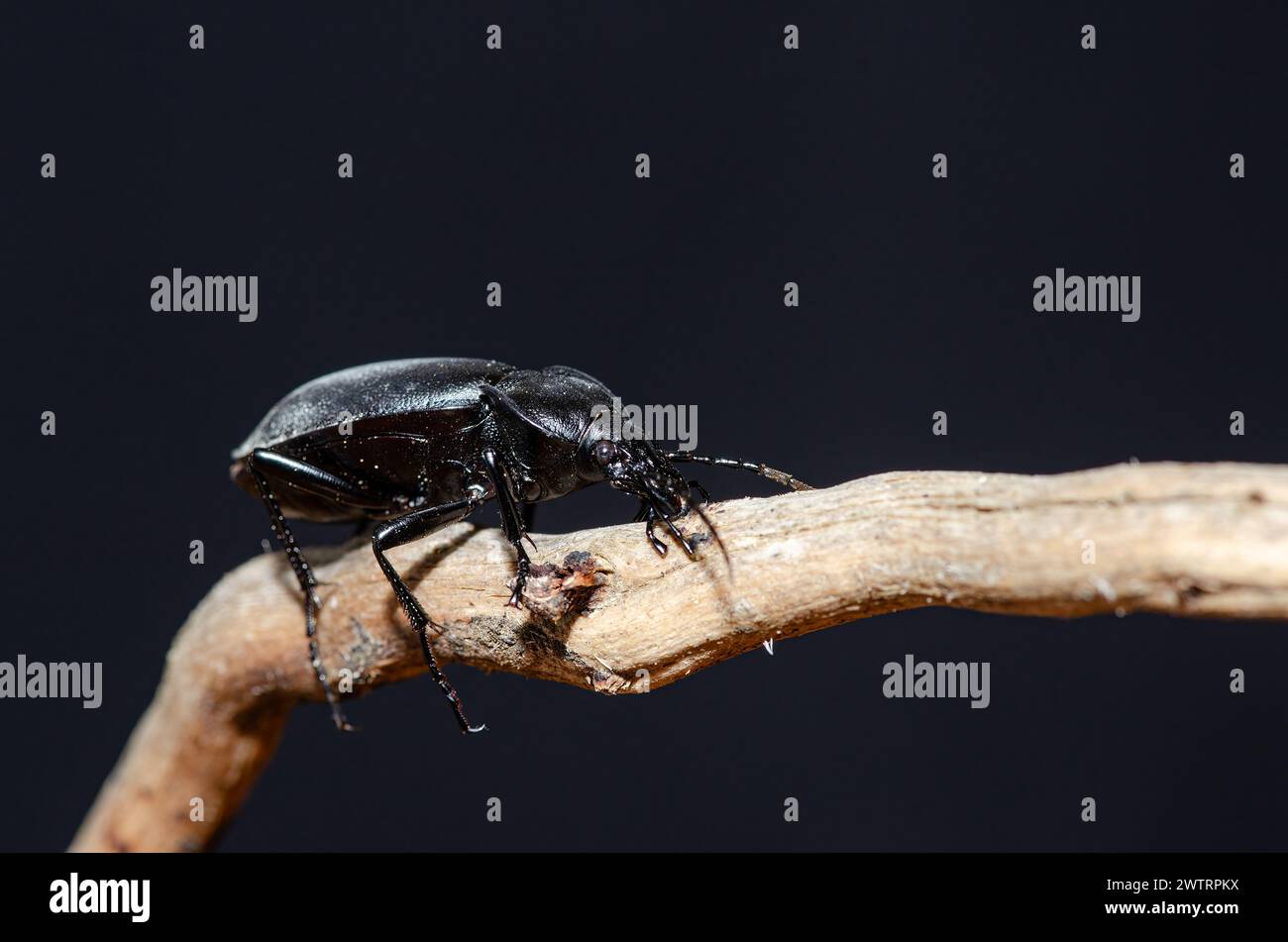 Black coloured insect moving on a branch. Carabus Coriaceus Stock Photo ...