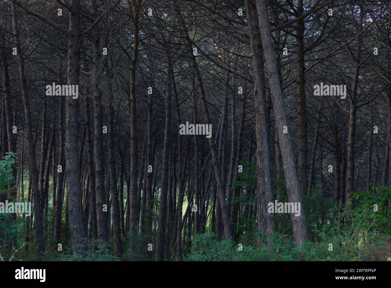 Lush pine forest view from inside. Forest background photo Stock Photo ...