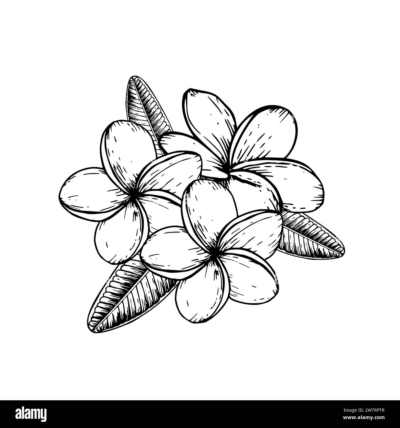 Tropical composition of vector plumeria flowers illustration on ...