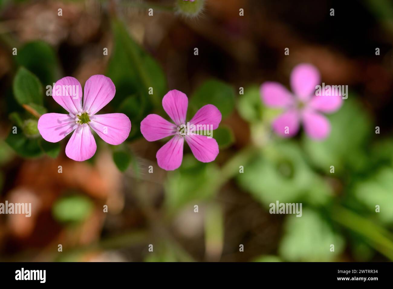 Wild geranium is in the Geraniaceae, Geranium family Stock Photo - Alamy