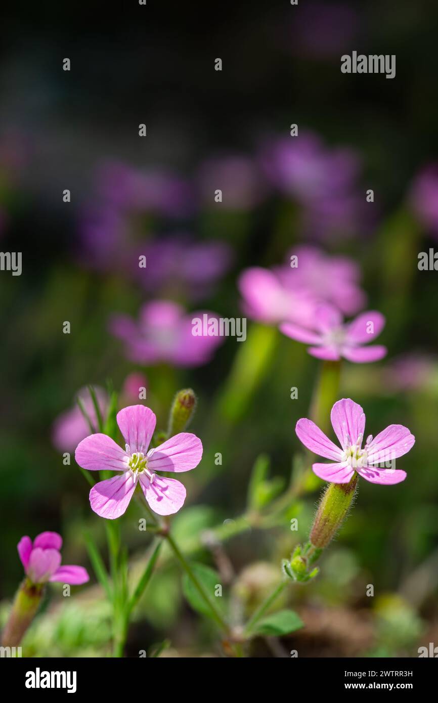 Wild geranium is in the Geraniaceae, Geranium family Stock Photo - Alamy