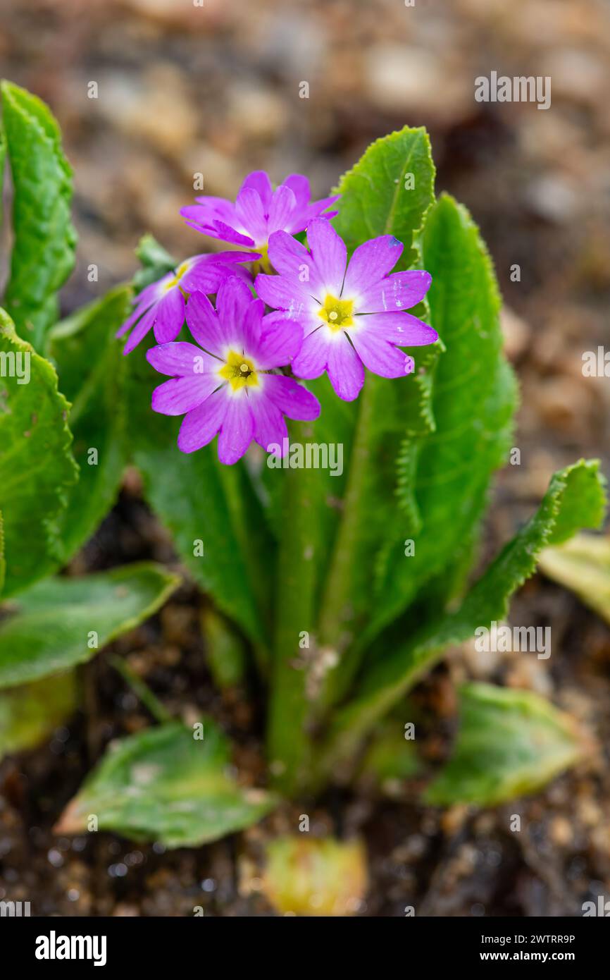 Primula auriculata hi-res stock photography and images - Alamy