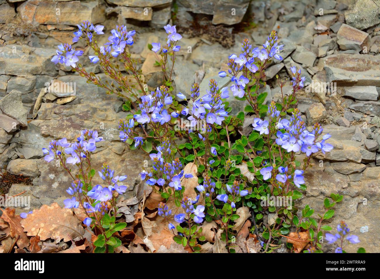 Veronica pectinata blossoms in natural habitat. Medicinal Veronica in ...