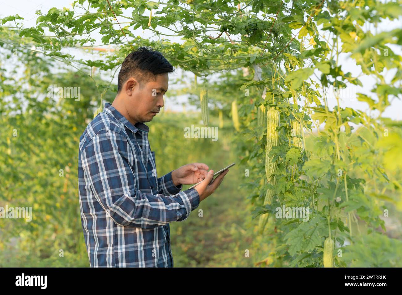 Smart farming agriculture concept, Agricultural Research Officer ...