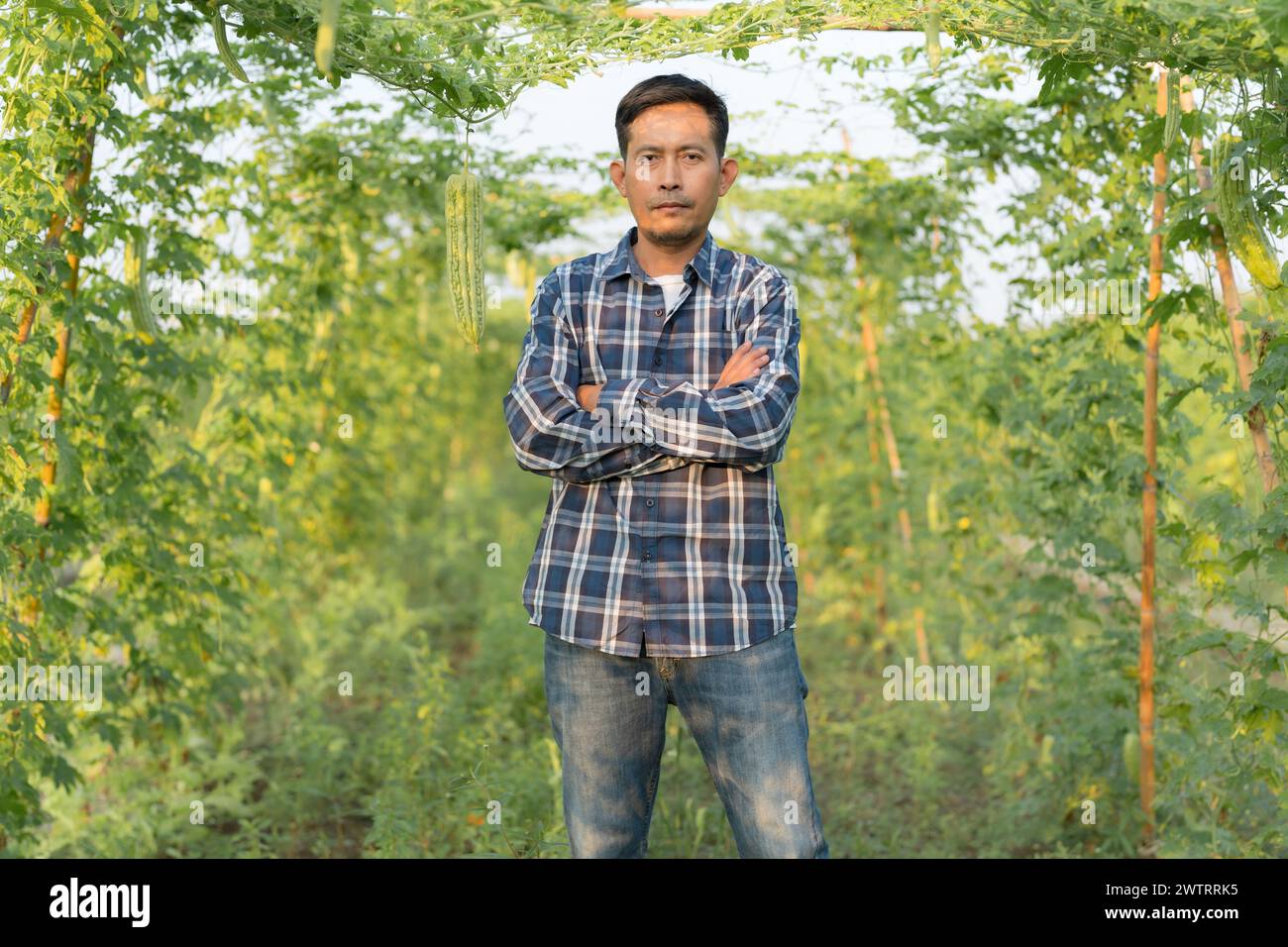 Agricultural Research Officer, Asian man at bitter gourd or bitter ...