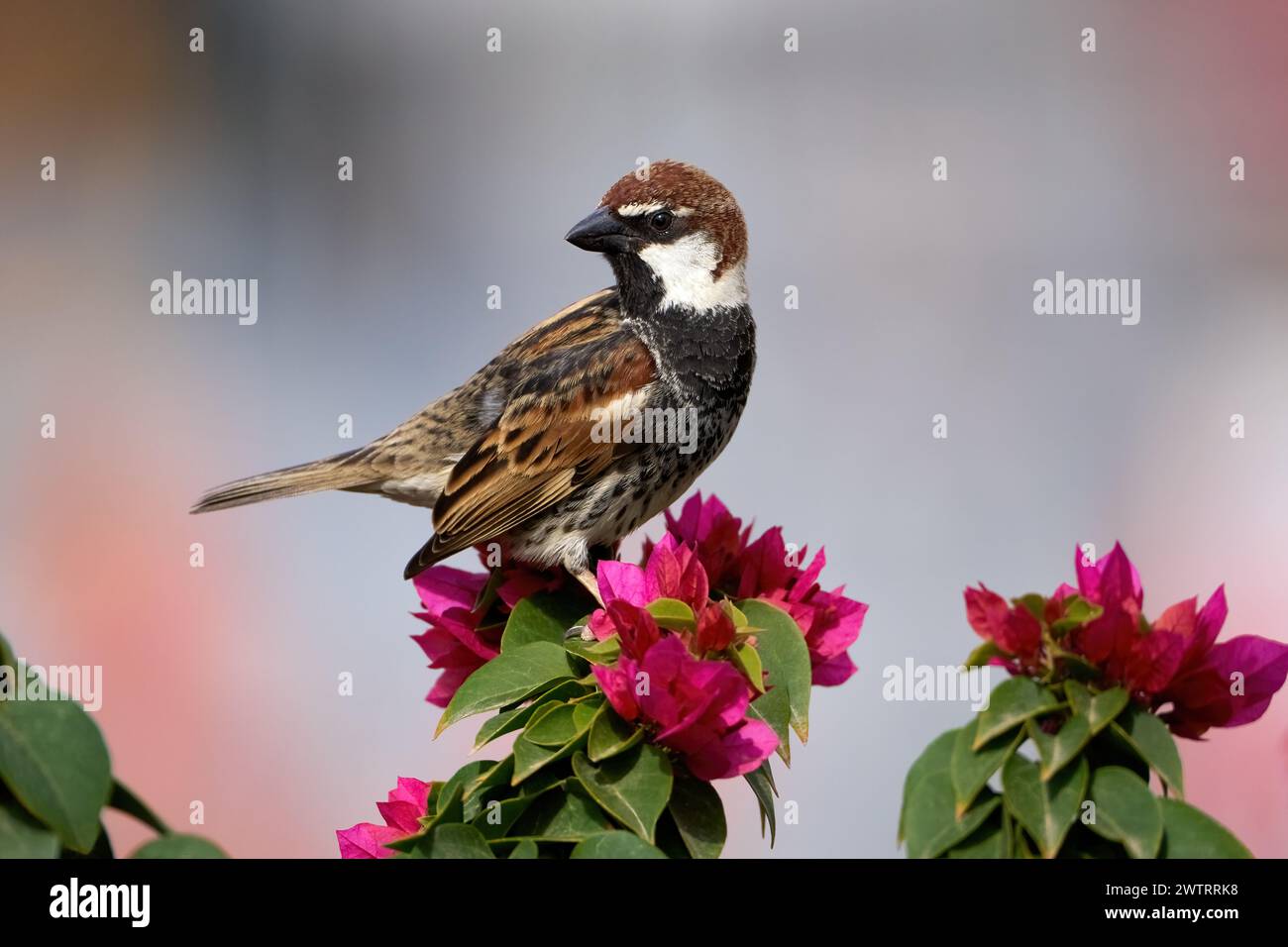 Male Spanish sparrow (Passer hispaniolensis) on a red Bougainvillea ...