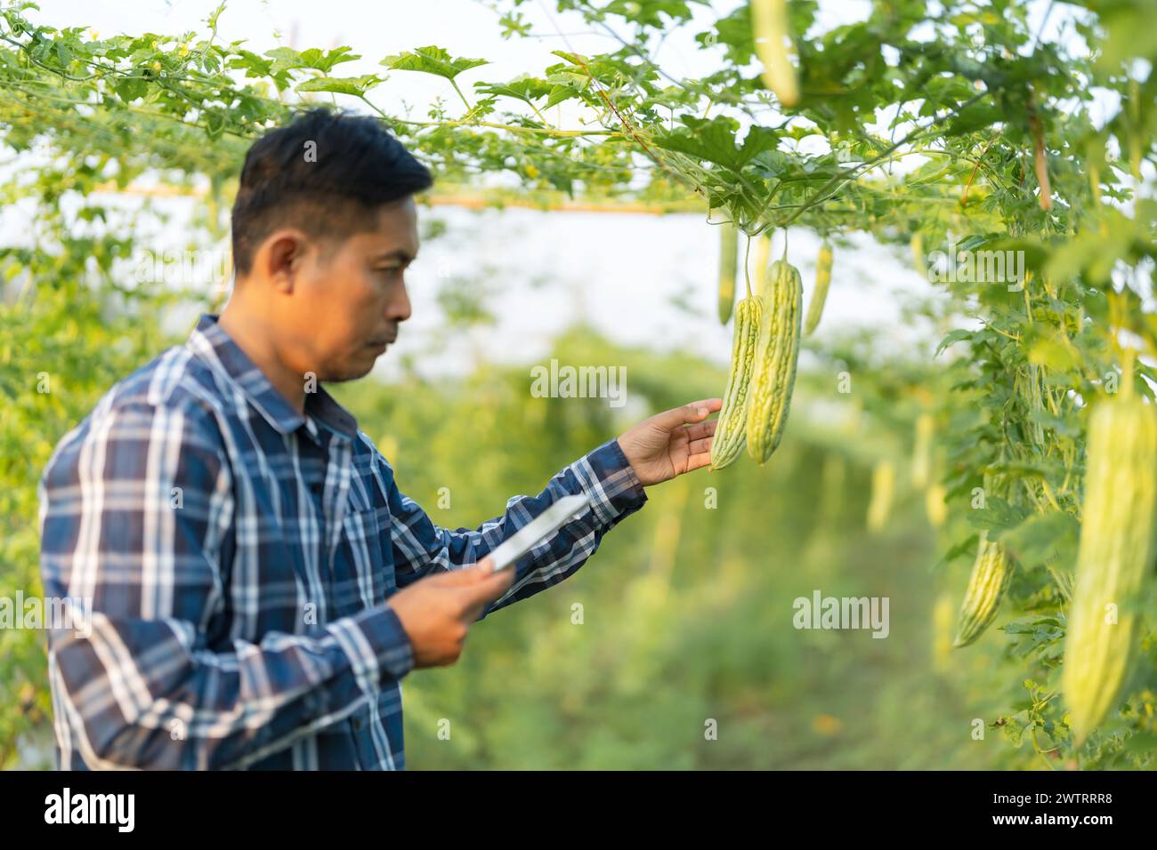 Smart farming agriculture concept, Agricultural Research Officer ...