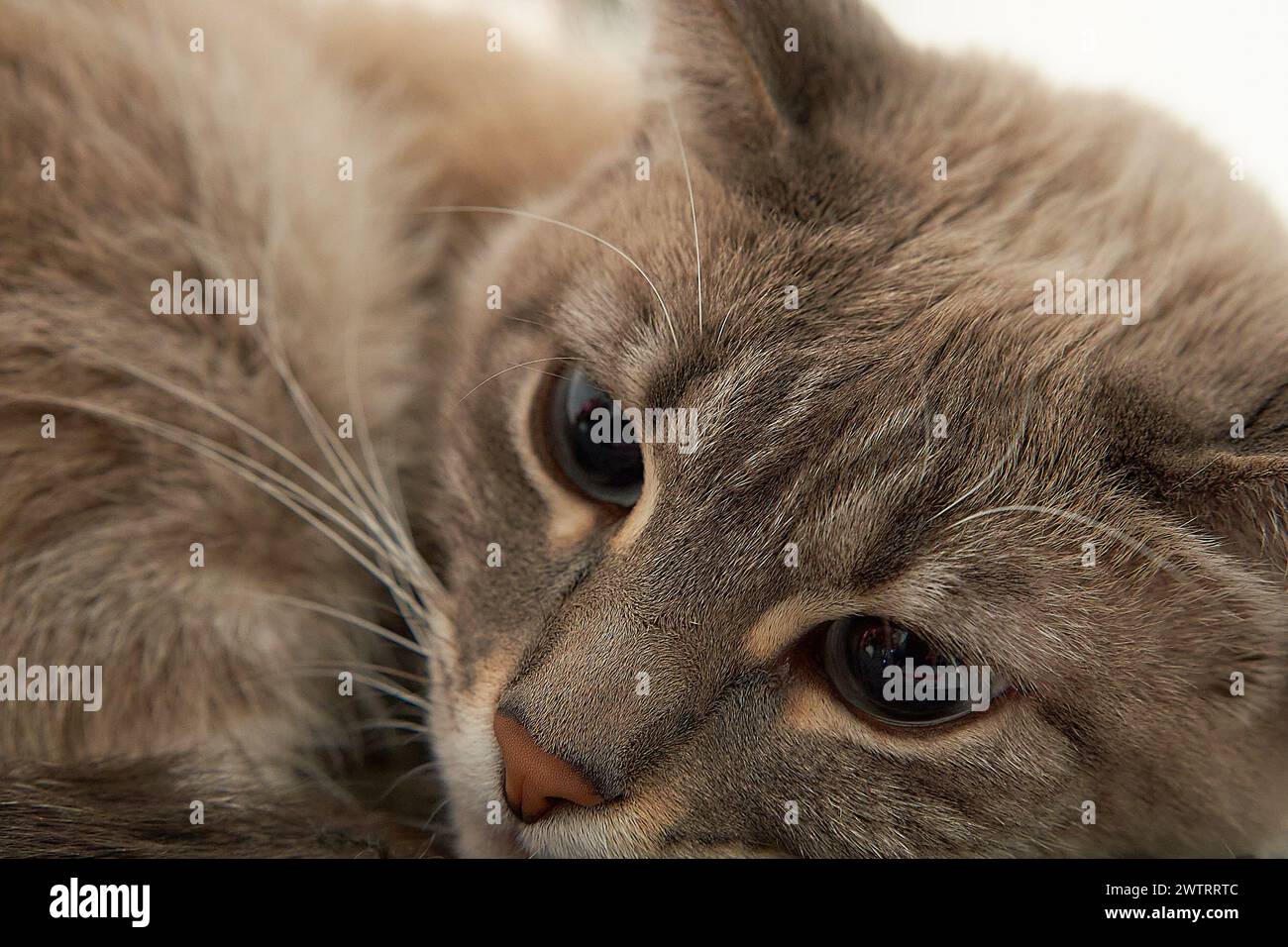 Tabby cat rests peacefully on hi-res stock photography and images - Alamy