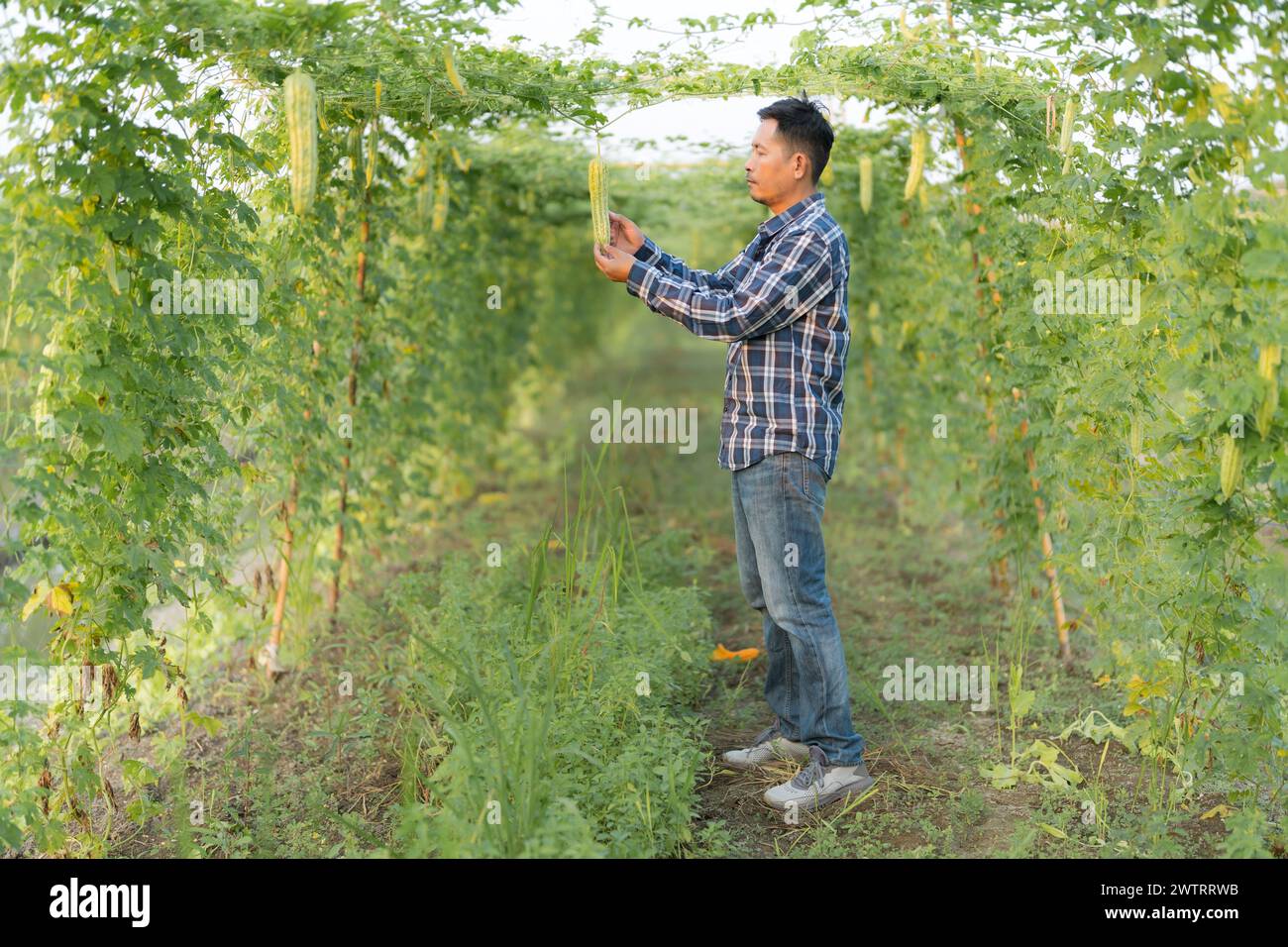 Agricultural Research Officer, Asian man at bitter gourd or bitter ...