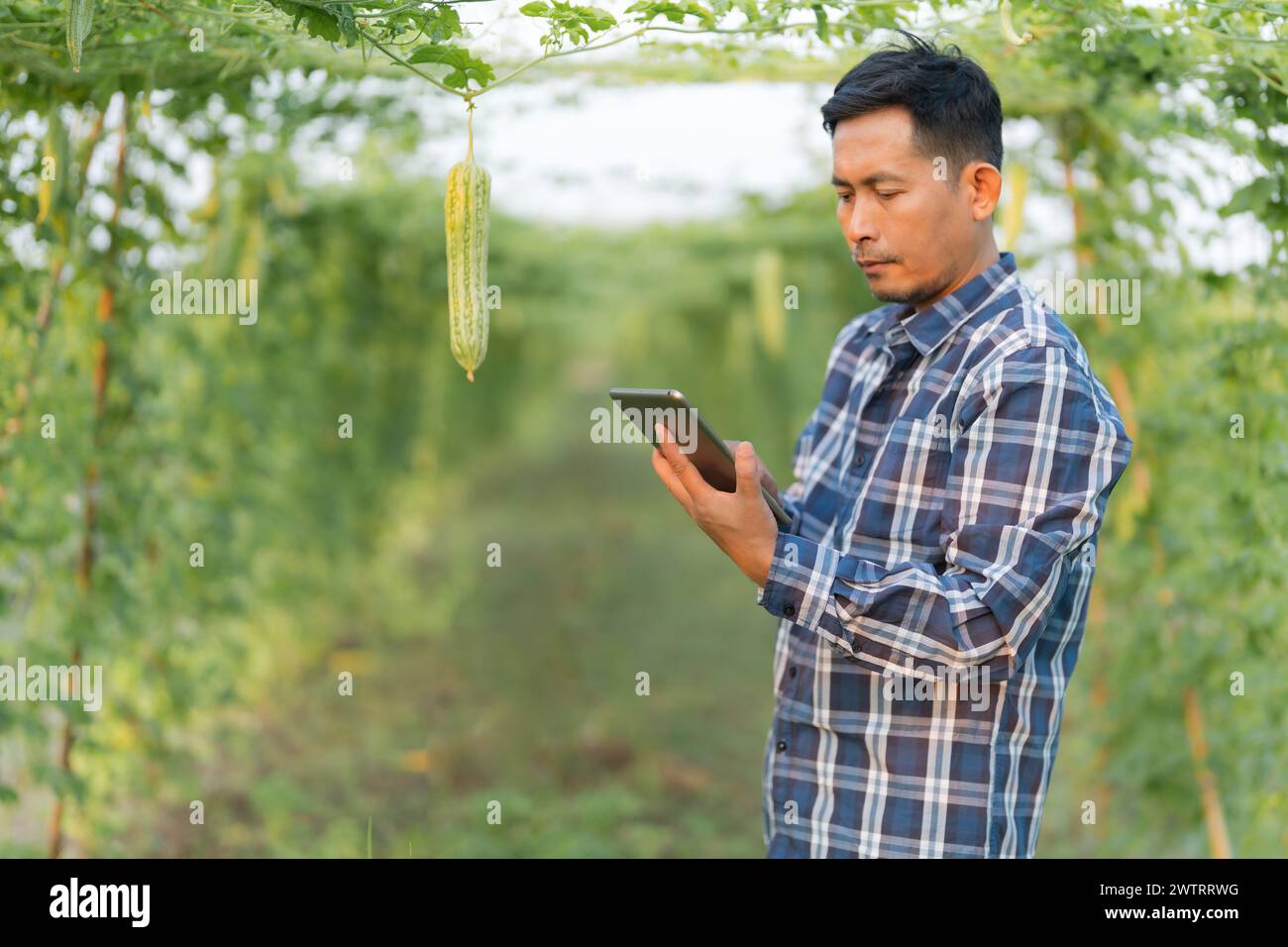 Smart farming agriculture concept, Agricultural Research Officer ...