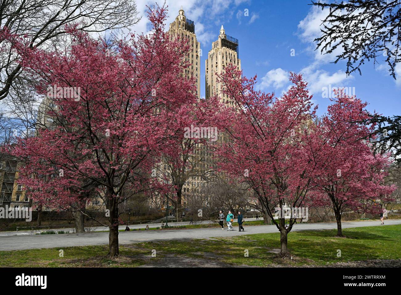 Photo by: zz/NDZ/STAR MAX/IPx 2024 3/18/24 Cherry Blossom Trees on ...