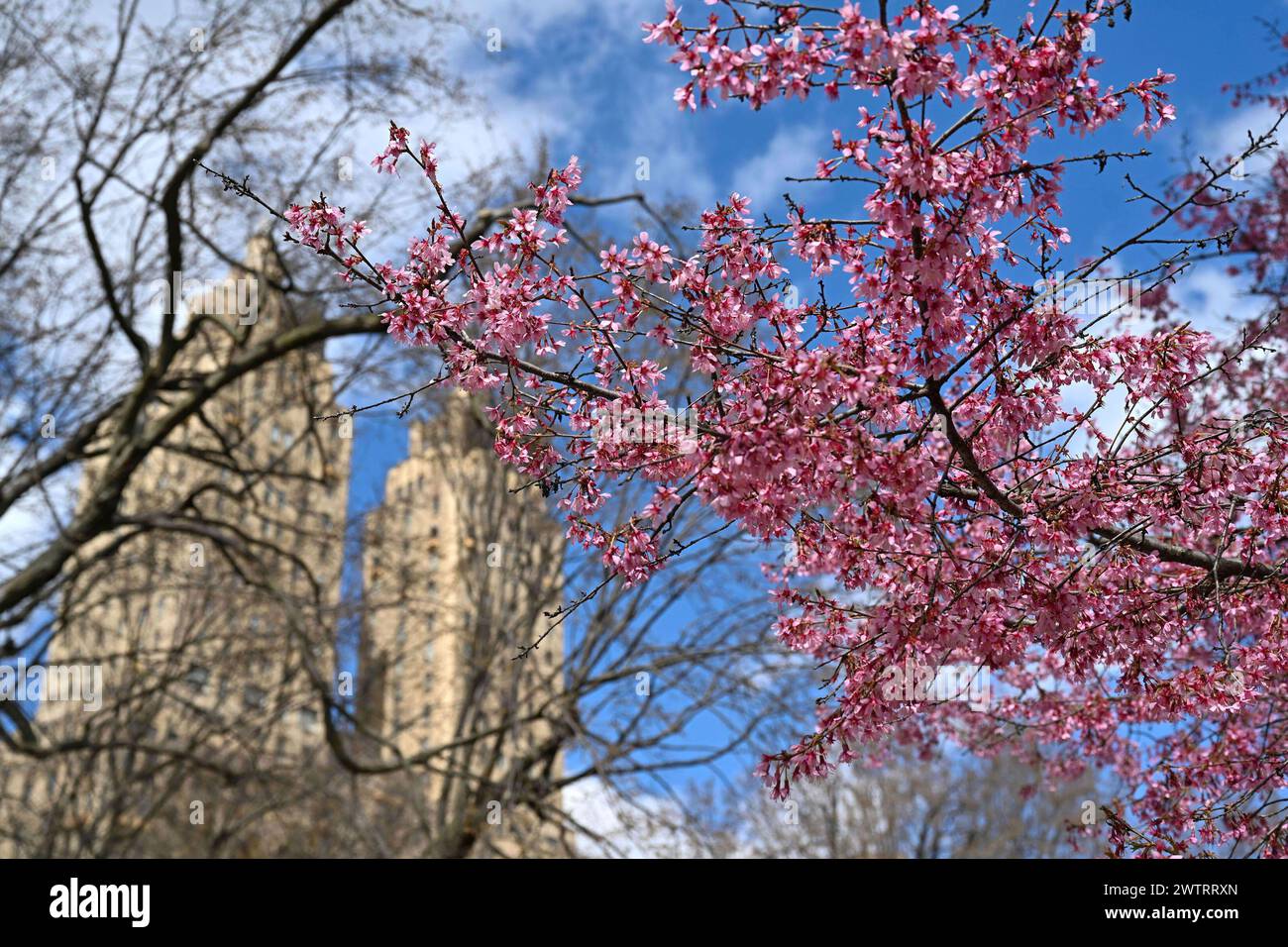 Photo by: zz/NDZ/STAR MAX/IPx 2024 3/18/24 Cherry Blossom Trees on ...