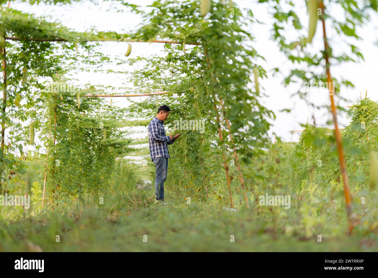 Smart farming agriculture concept, Agricultural Research Officer ...