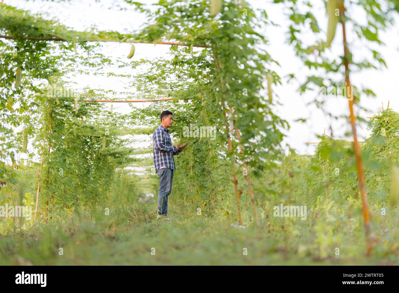 Smart farming agriculture concept, Agricultural Research Officer ...