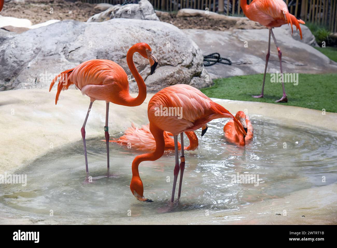 World's largest aquarium SeaWorld in Yas Island, Abu Dhabi, United Arab ...
