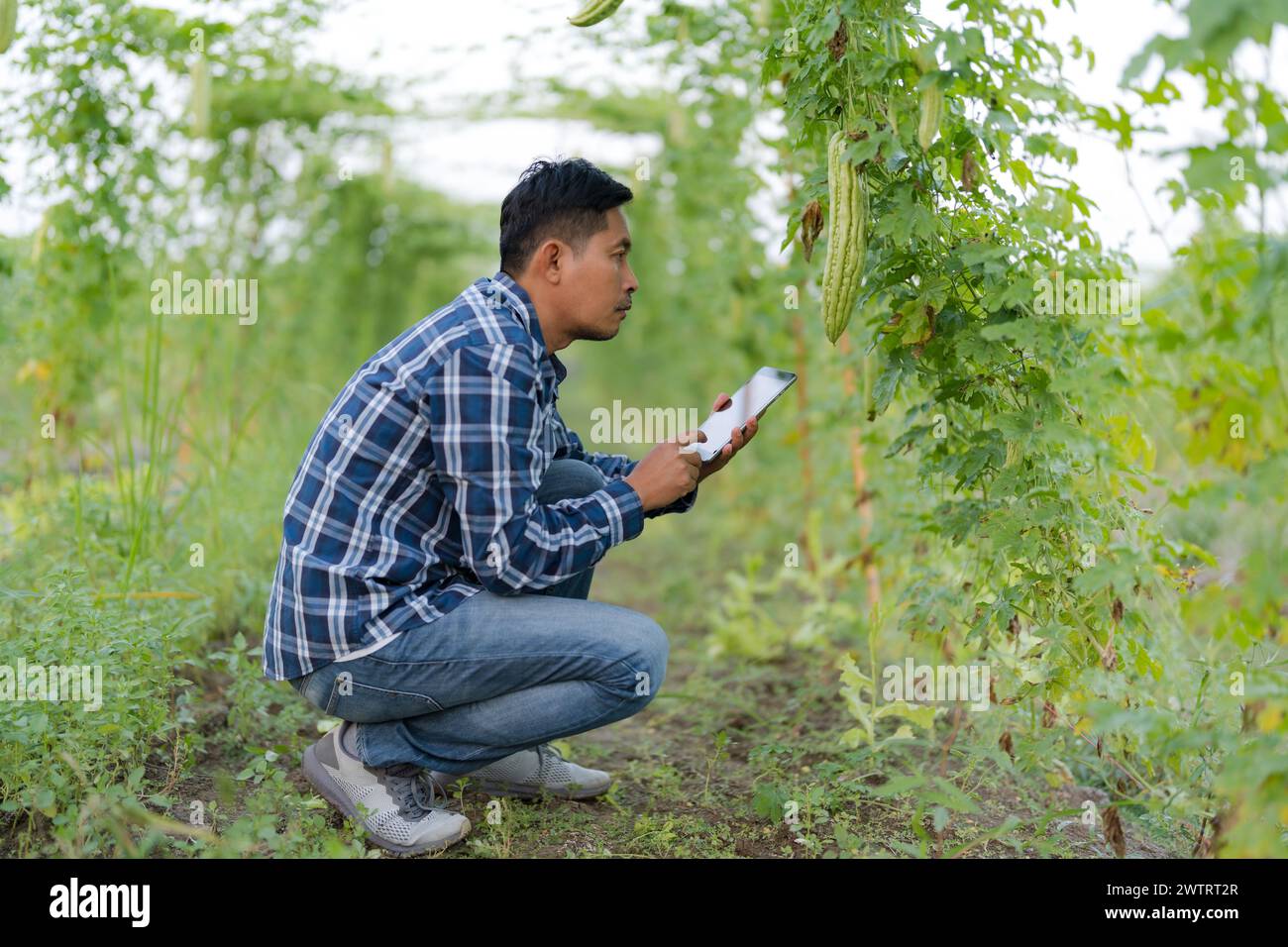 Smart farming agriculture concept, Agricultural Research Officer ...
