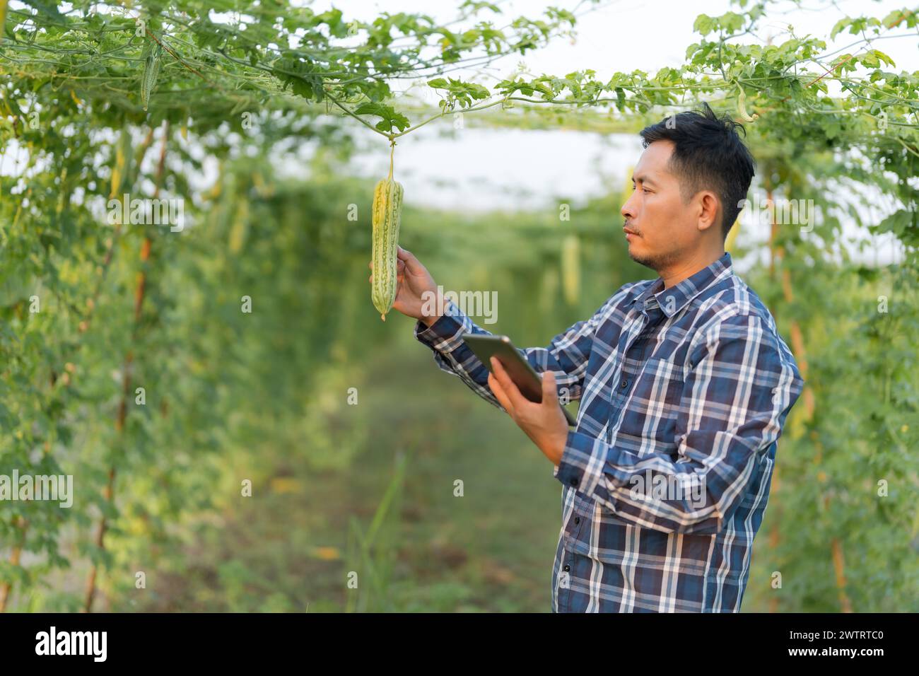 Smart farming agriculture concept, Agricultural Research Officer ...