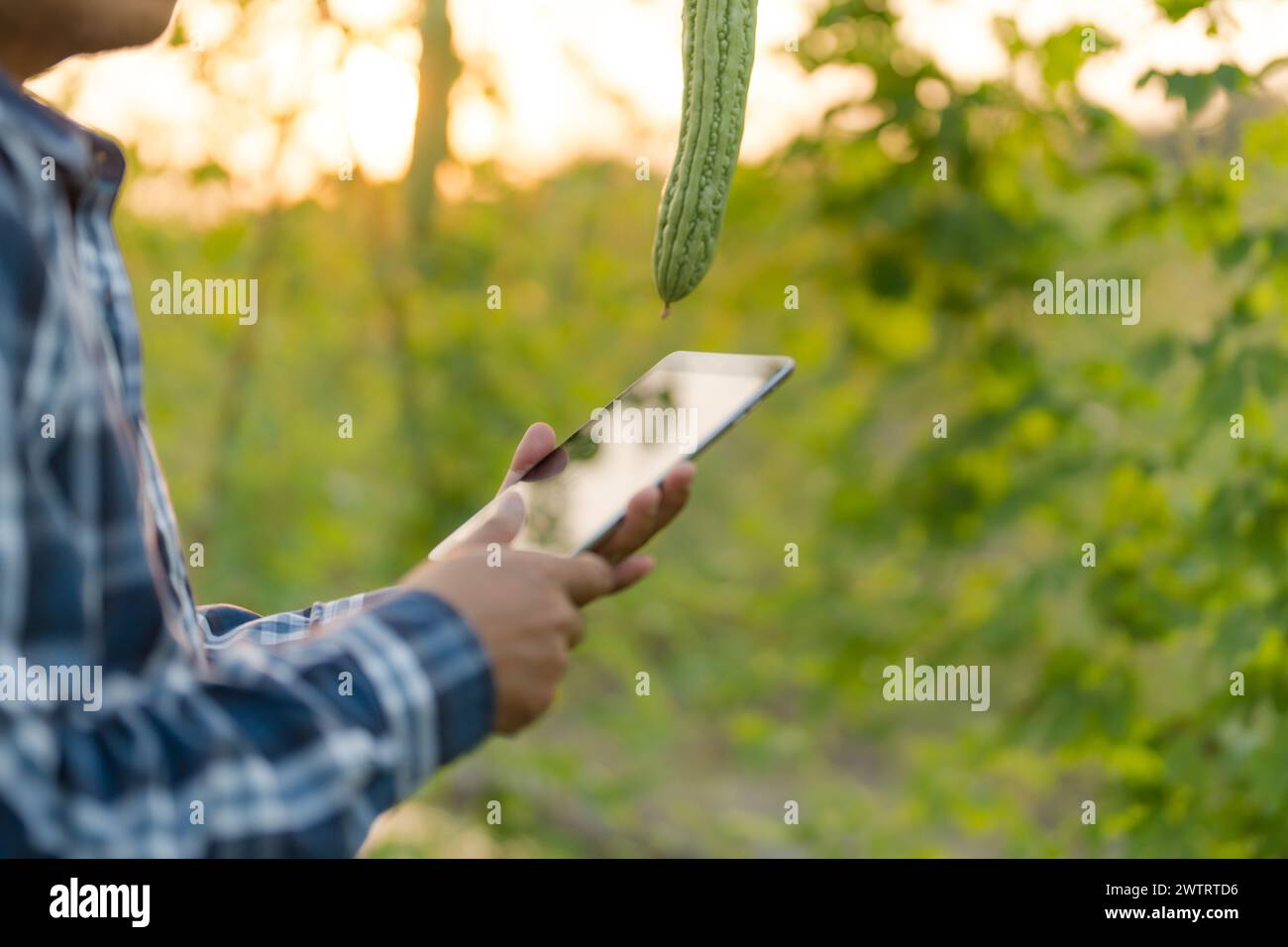 Smart farming agriculture concept, Agricultural Research Officer ...