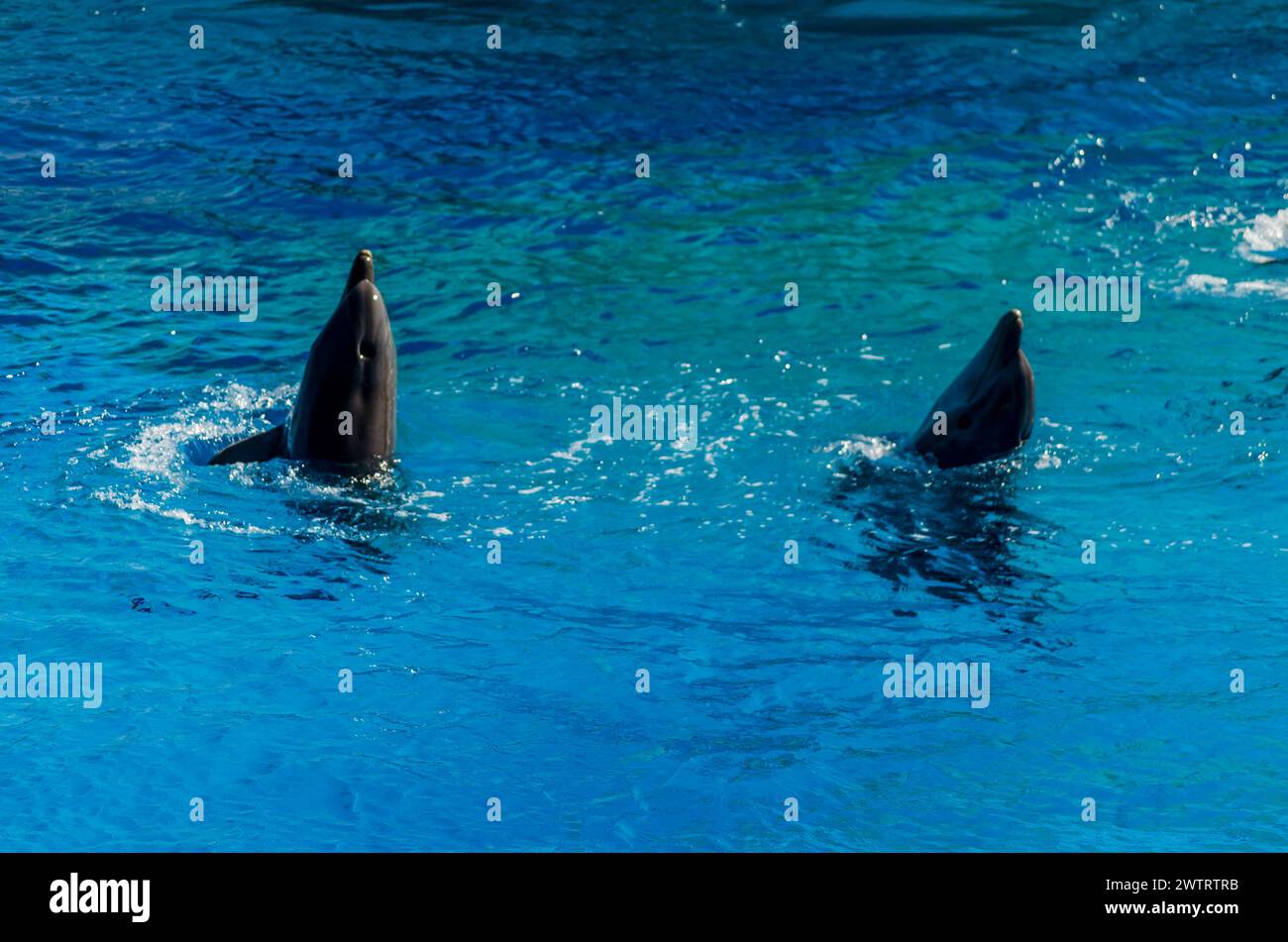 A Pair Dolphins Swim in the Pool and Flip their Fins. Sided Couple of ...