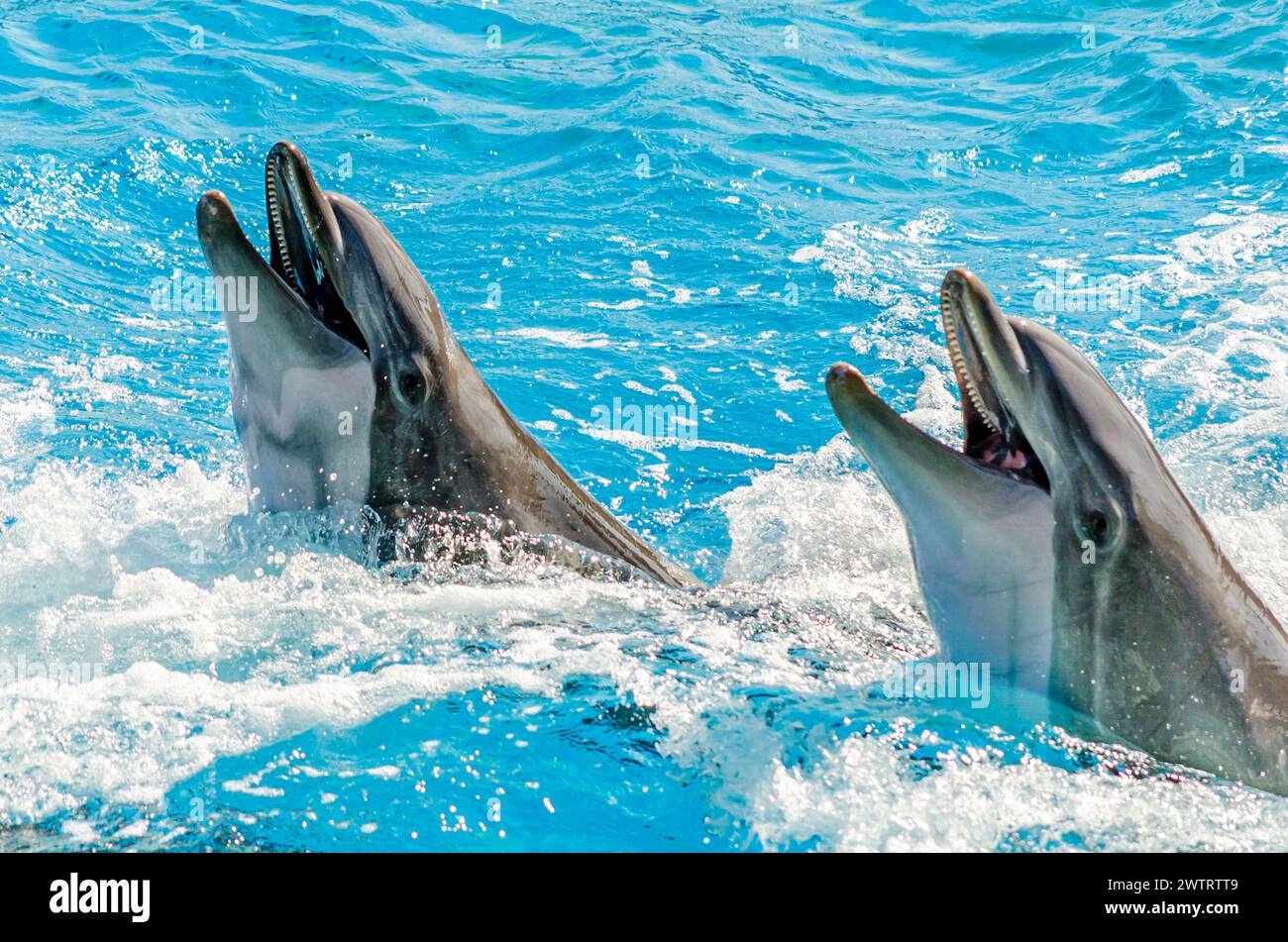 Two Dolphins Swim in the Pool and Ask for Fish Food. Sided Couple of ...