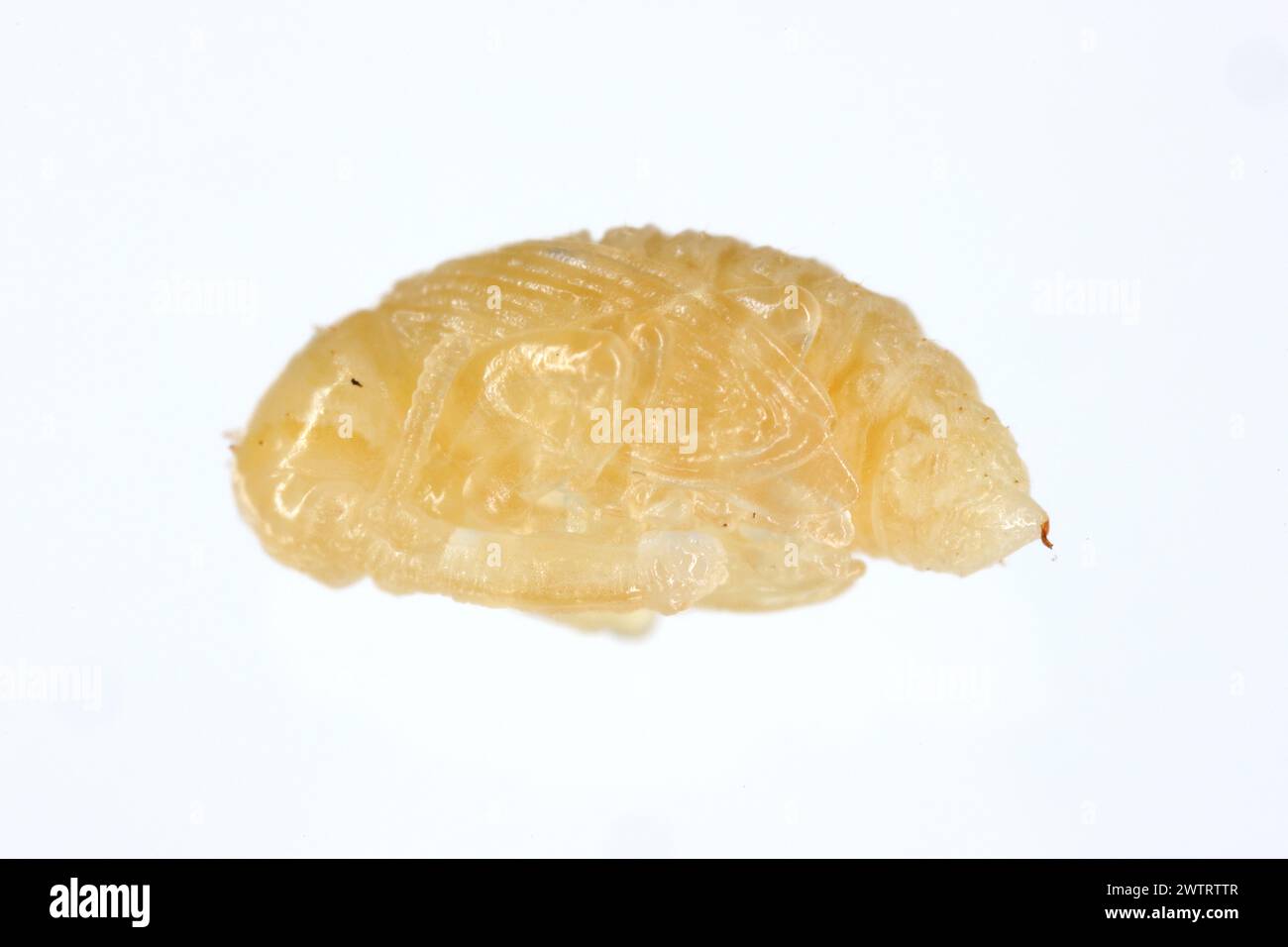 Genus anthonomus hi-res stock photography and images - Alamy