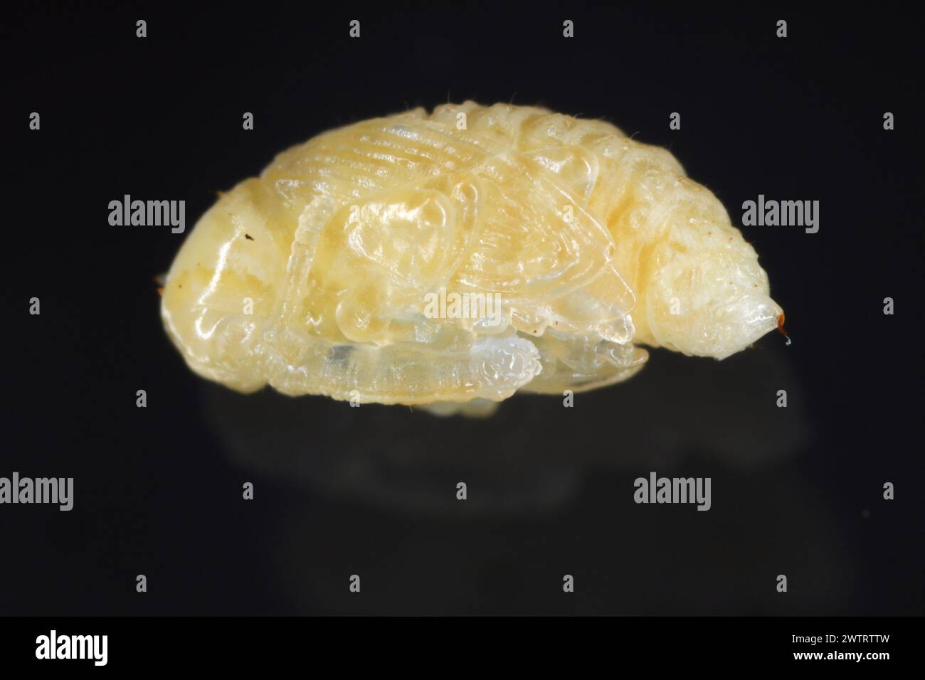 The pupa of a beetle from the Curculionidae family, are a weevils ...