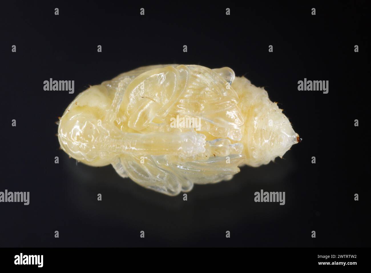 The pupa of a beetle from the Curculionidae family, genus Anthonomus ...