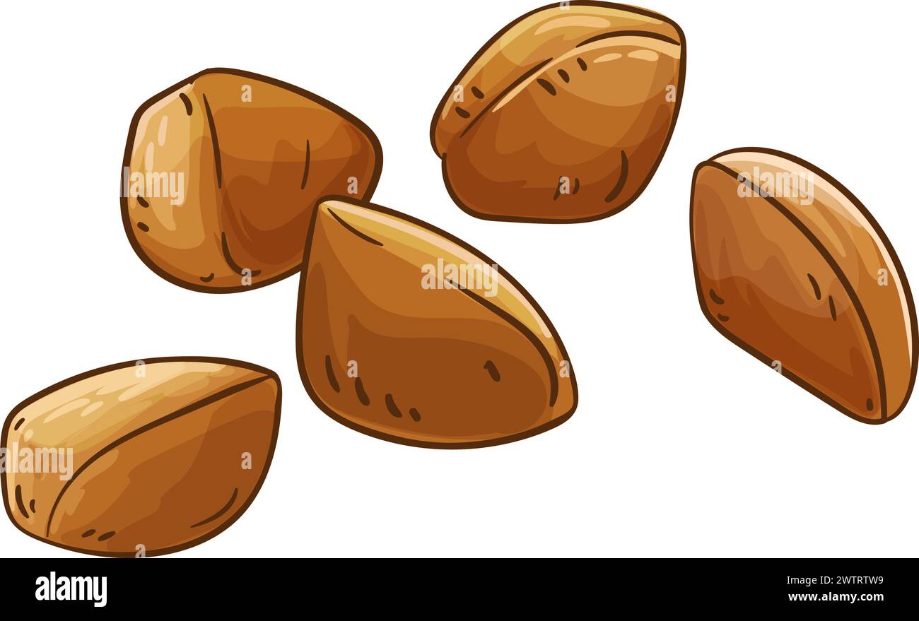Andiroba Nuts Colored Detailed Illustration Stock Vector Image & Art ... Andiroba Nuts Colored Detailed Illustration Stock Vector Image & Art ...