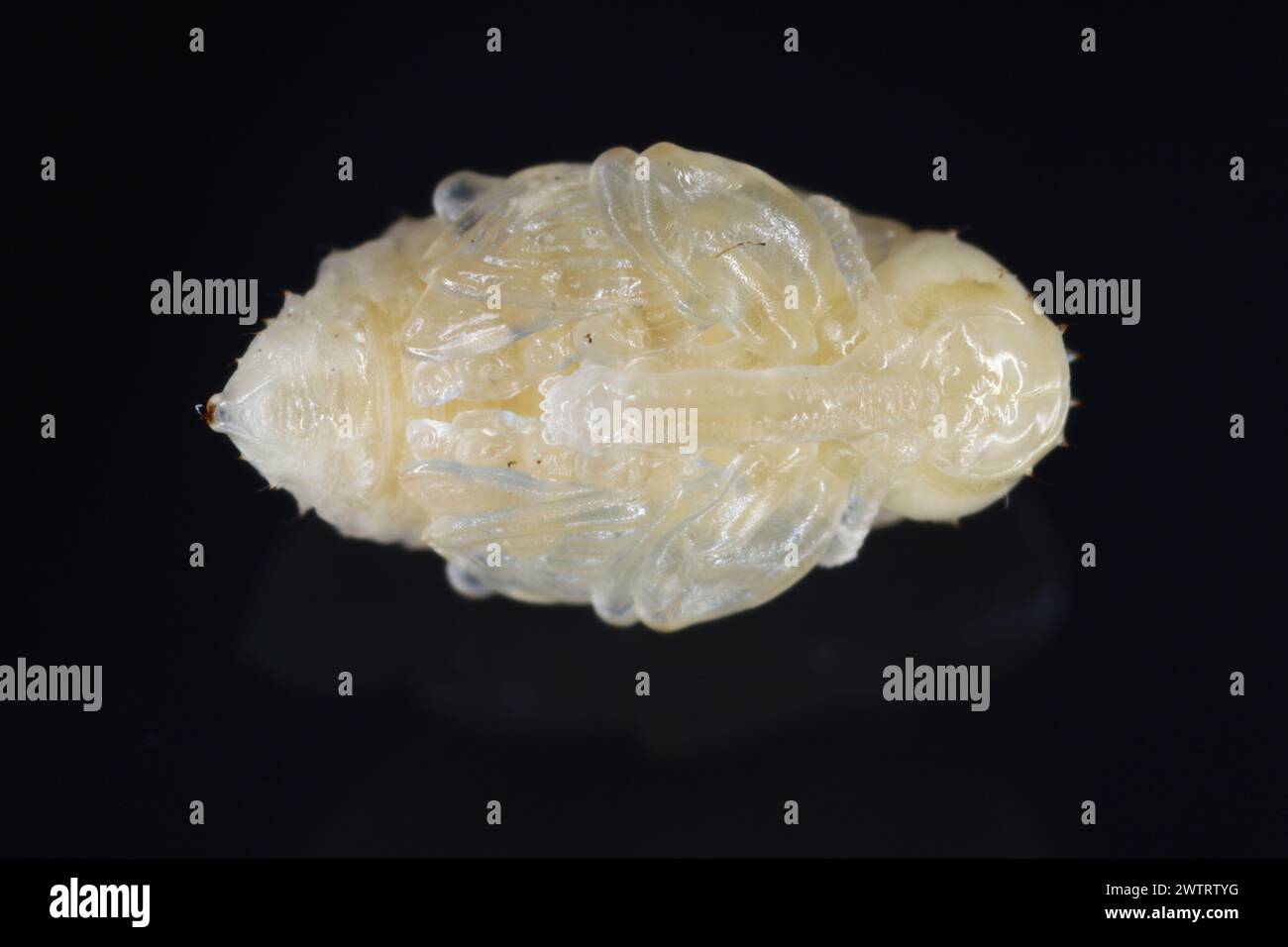 Genus anthonomus hi-res stock photography and images - Alamy