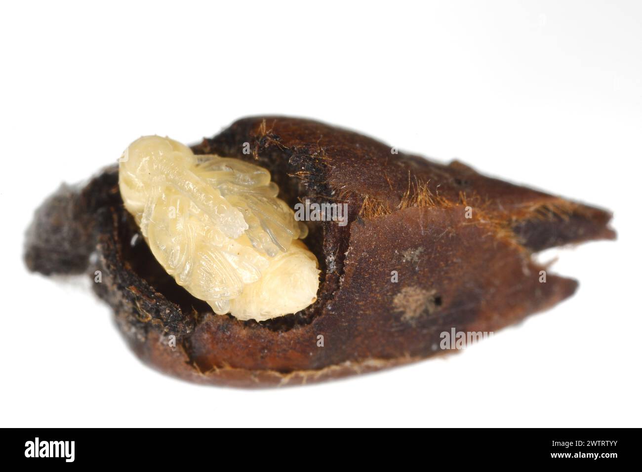 Pear weevil or pear blossom weevil (Anthonomus piri). A pest of pear ...