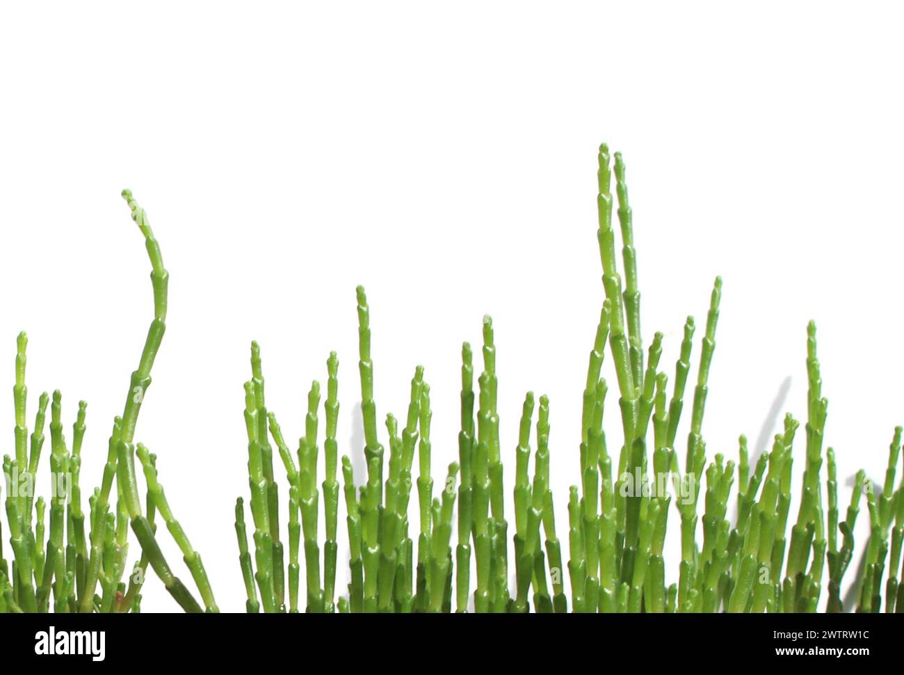 close-up, freshly green salicornia europaea salt plant isolated ...